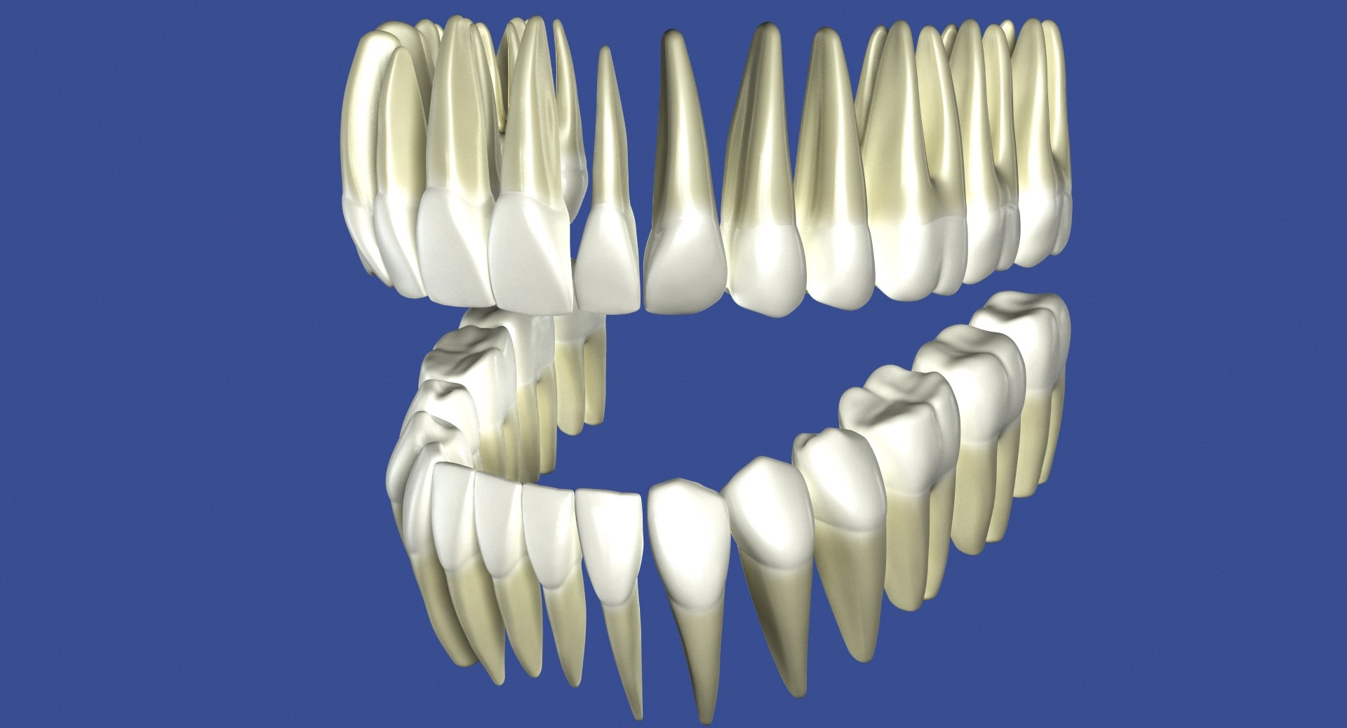 Human Teeth Modeled 3d Max