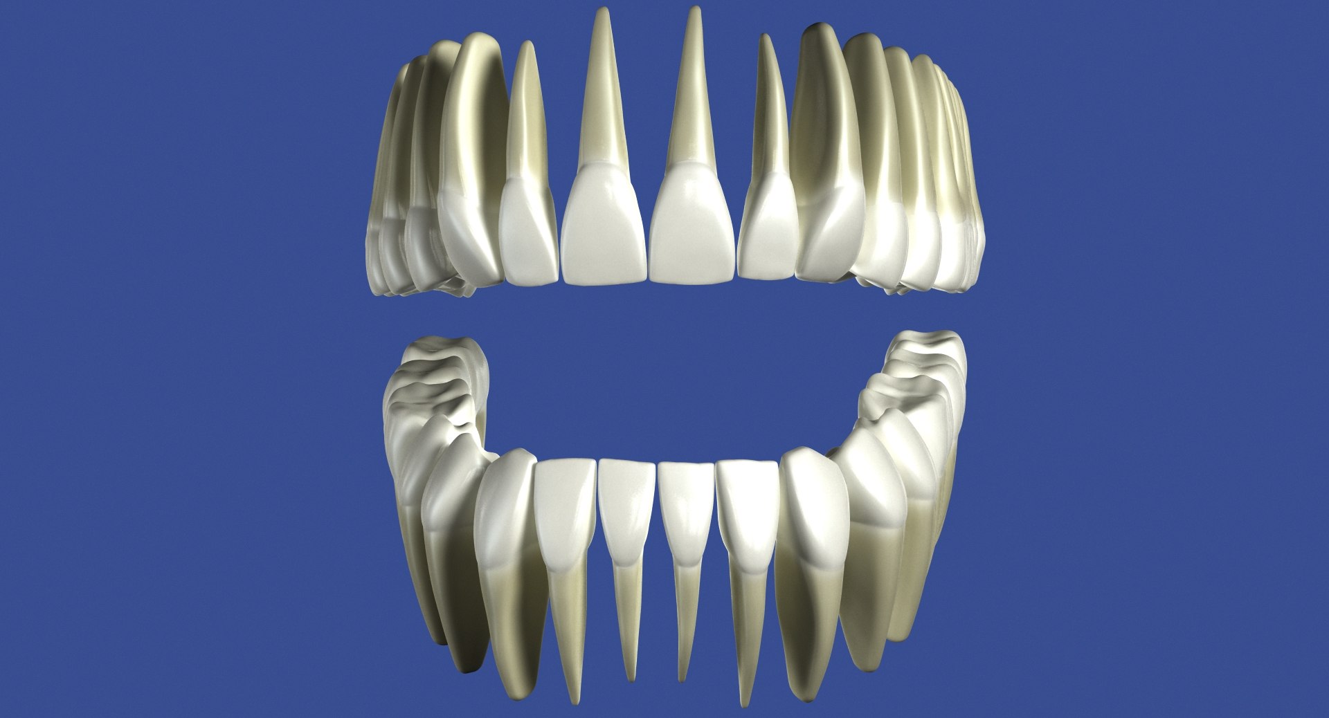 Human Teeth Modeled 3d Max