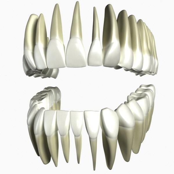 Free 3D Teeth Models | TurboSquid