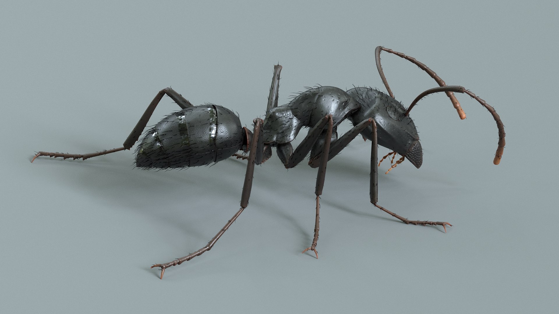 3D Model Black Ant Rigged - TurboSquid 2223380