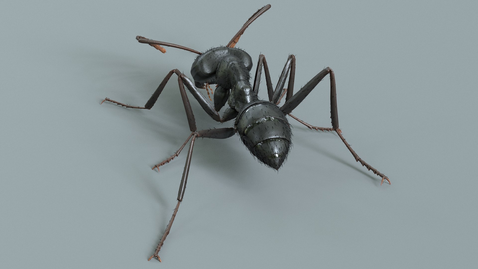 3D Model Black Ant Rigged - TurboSquid 2223380