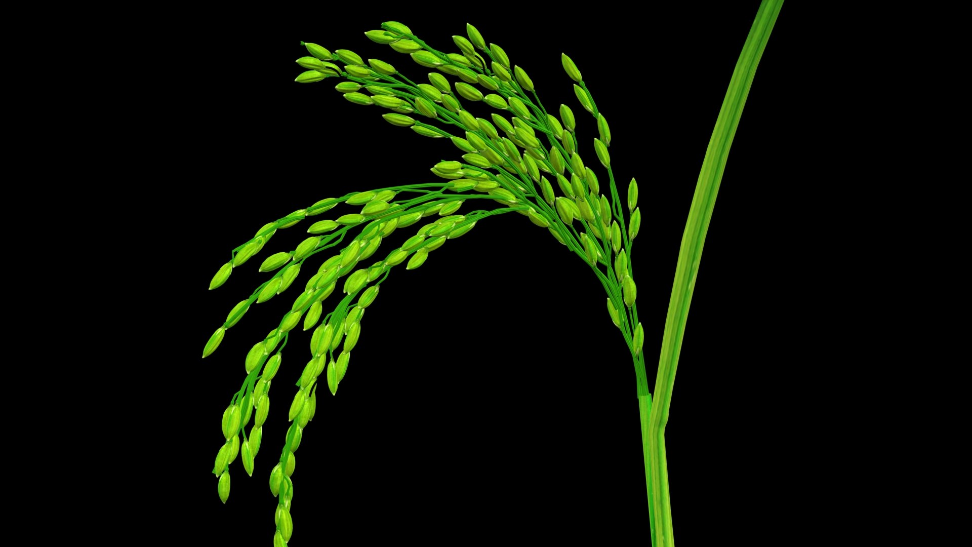 3D PADDY PLANT - TurboSquid 1743015