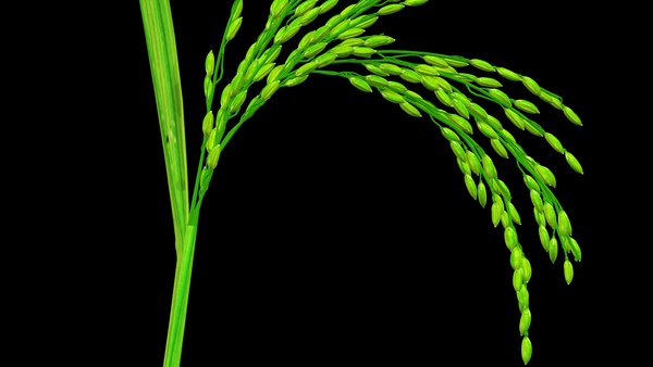 3D PADDY PLANT - TurboSquid 1743015