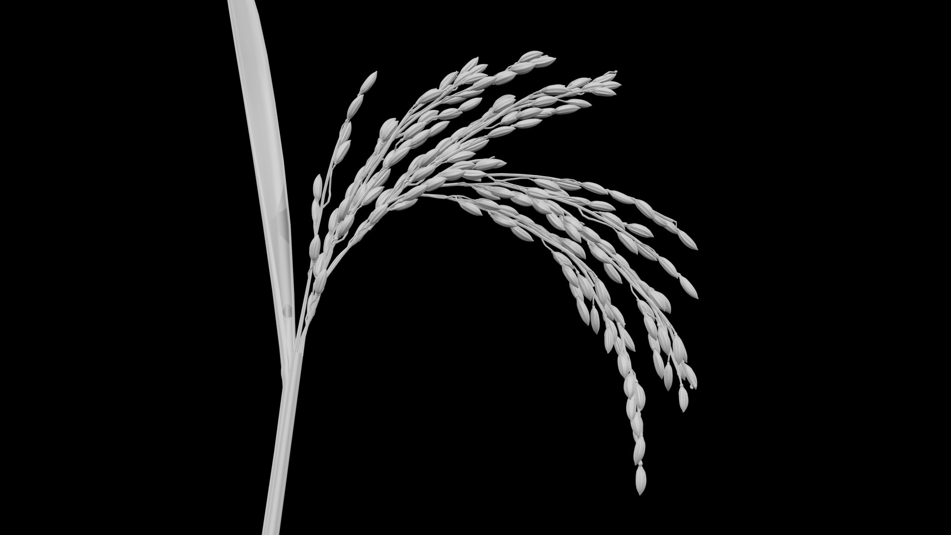3D PADDY PLANT - TurboSquid 1743015