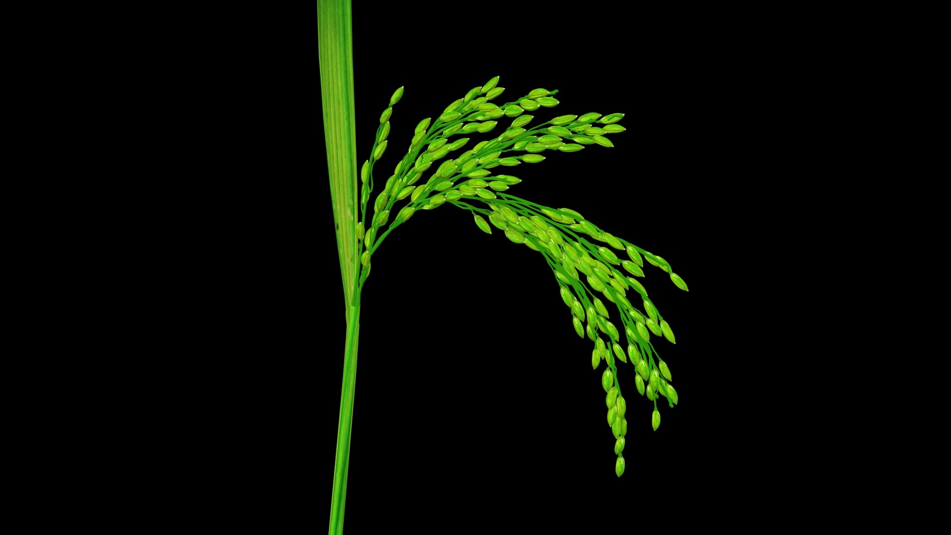 3D PADDY PLANT - TurboSquid 1743015
