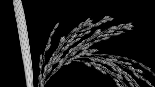 3D PADDY PLANT - TurboSquid 1743015
