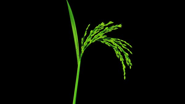 3D Rice Models | TurboSquid