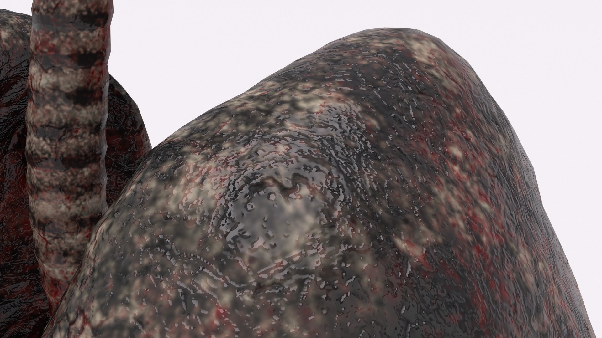 Smoker Human Lungs 3D Model - TurboSquid 1852095