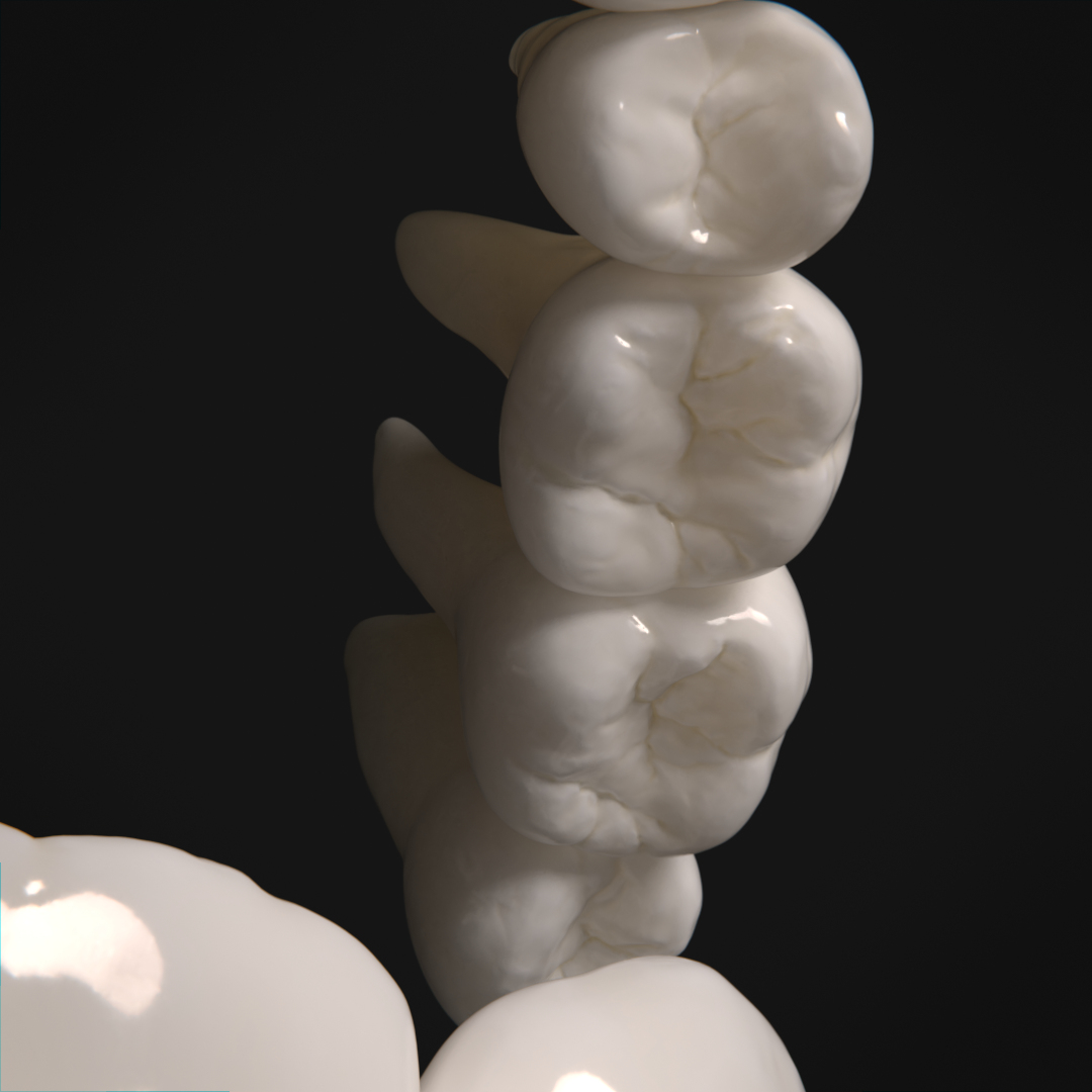 Human teeth model - TurboSquid 1270731