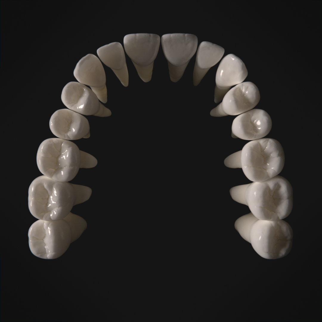 Human teeth model - TurboSquid 1270731