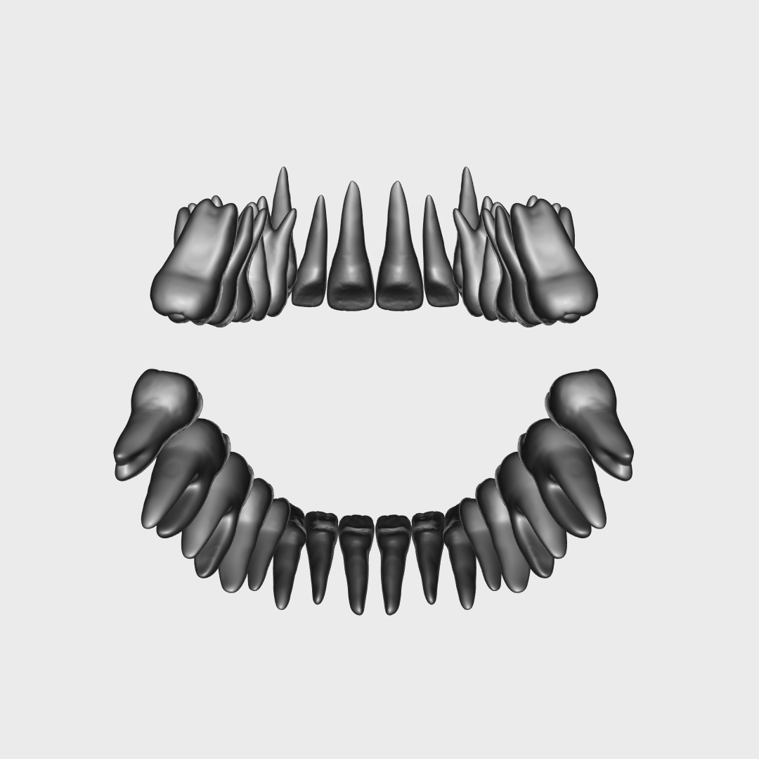 Human teeth model - TurboSquid 1270731
