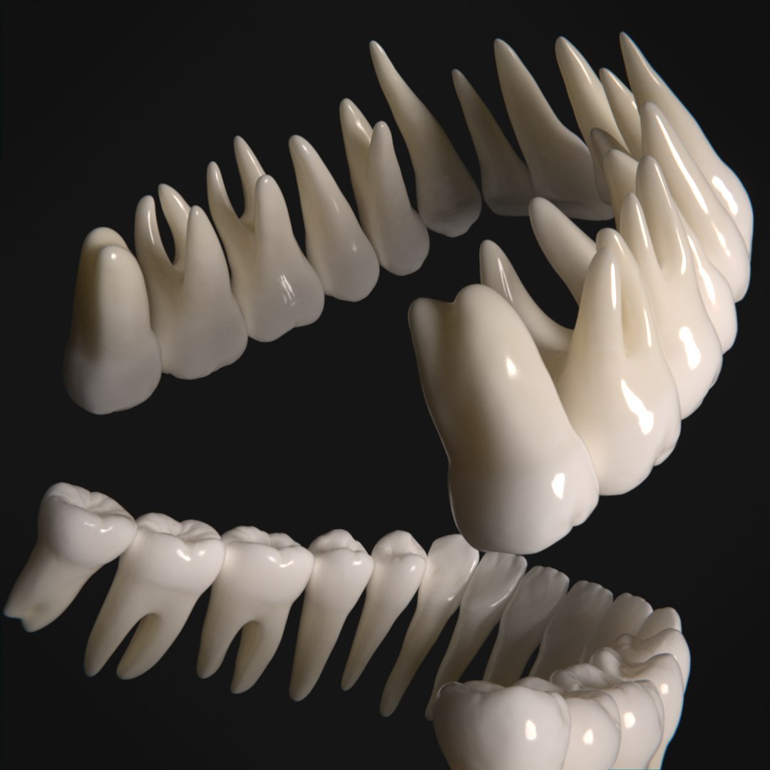 Human Teeth Model - TurboSquid 1270731