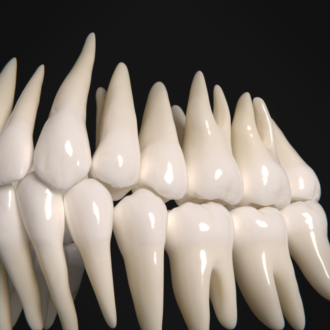 Human teeth model - TurboSquid 1270731