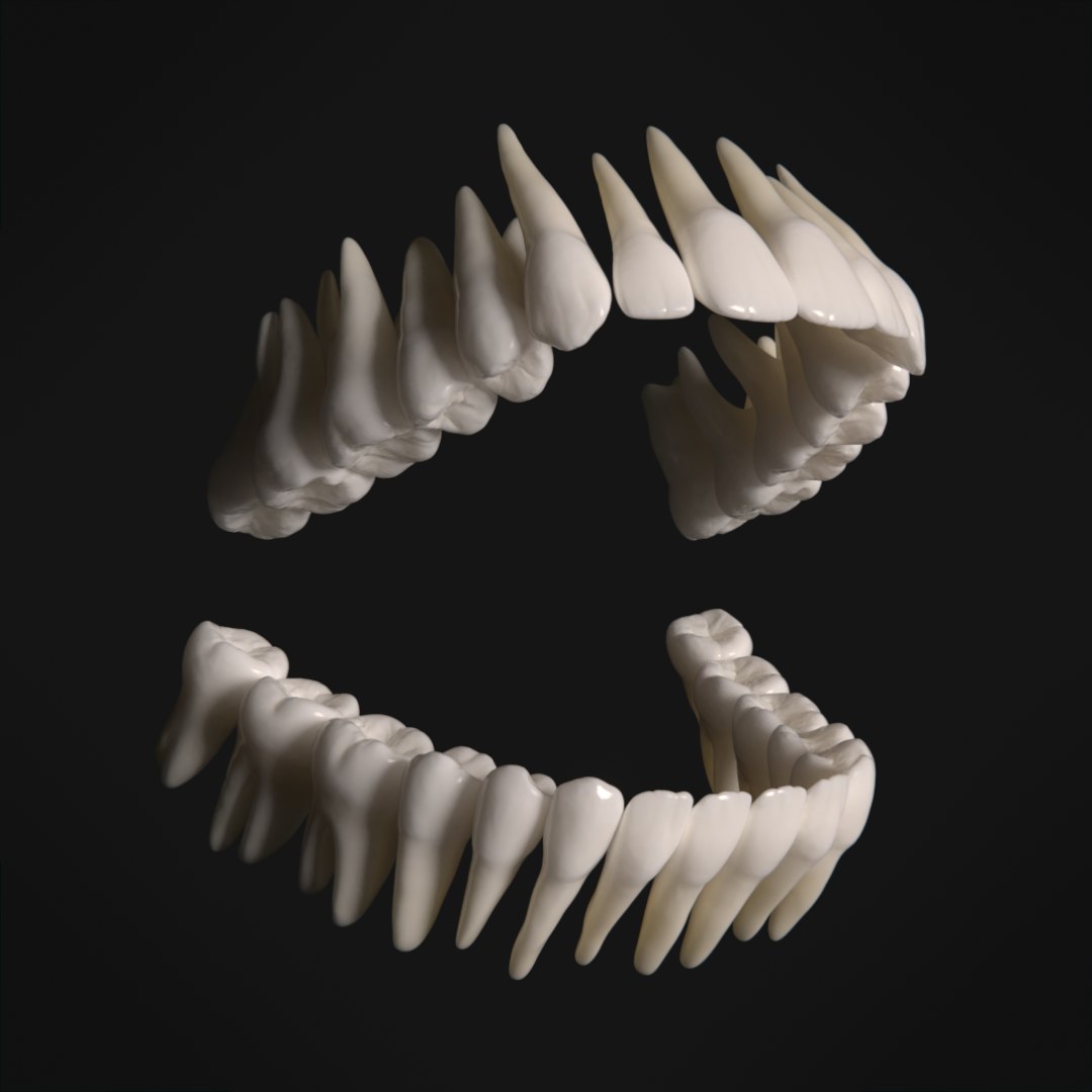 Human Teeth Model - TurboSquid 1270731