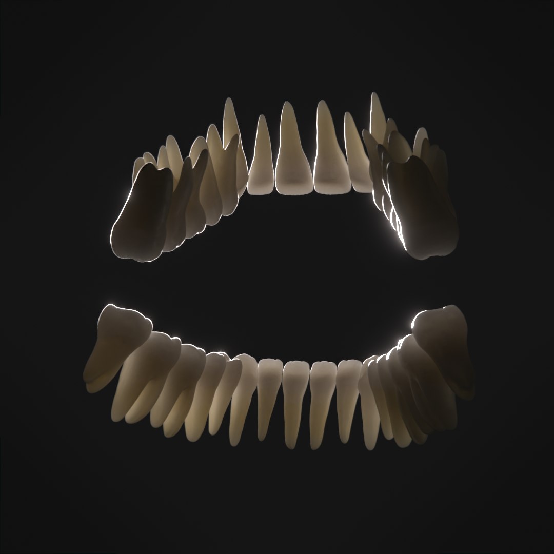 Human Teeth Model - TurboSquid 1270731