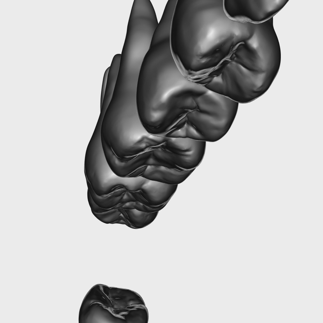 Human Teeth Model - TurboSquid 1270731