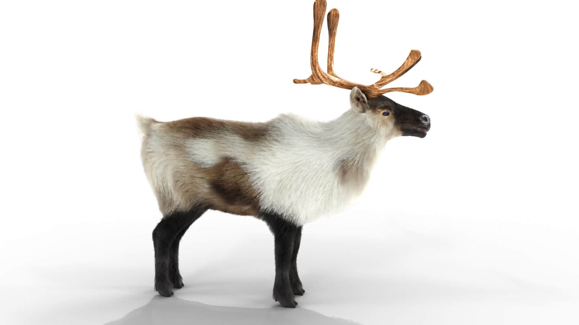 Fur Reindeer NO Rig Model - TurboSquid 1740468