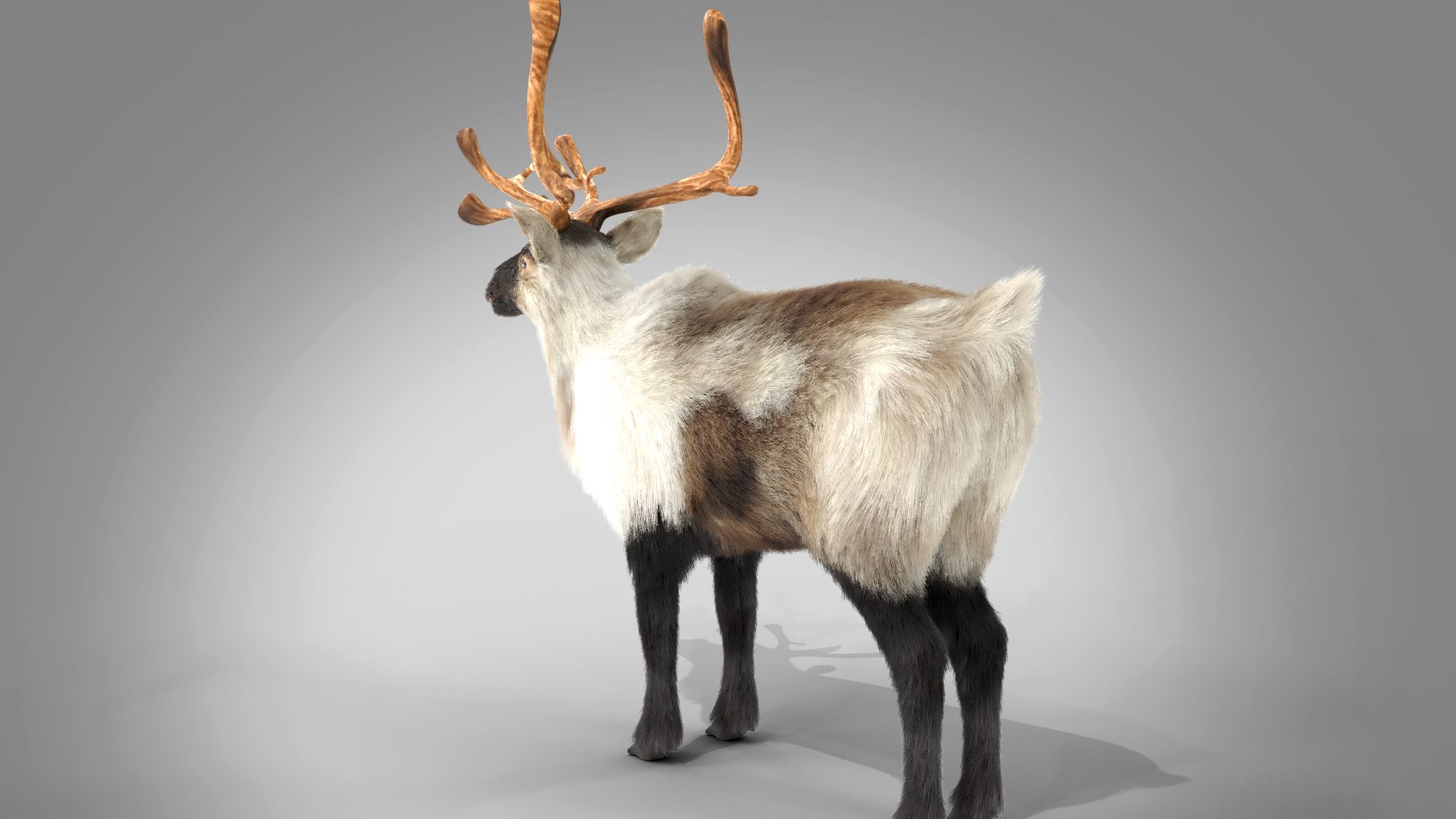 Fur Reindeer NO Rig Model - TurboSquid 1740468