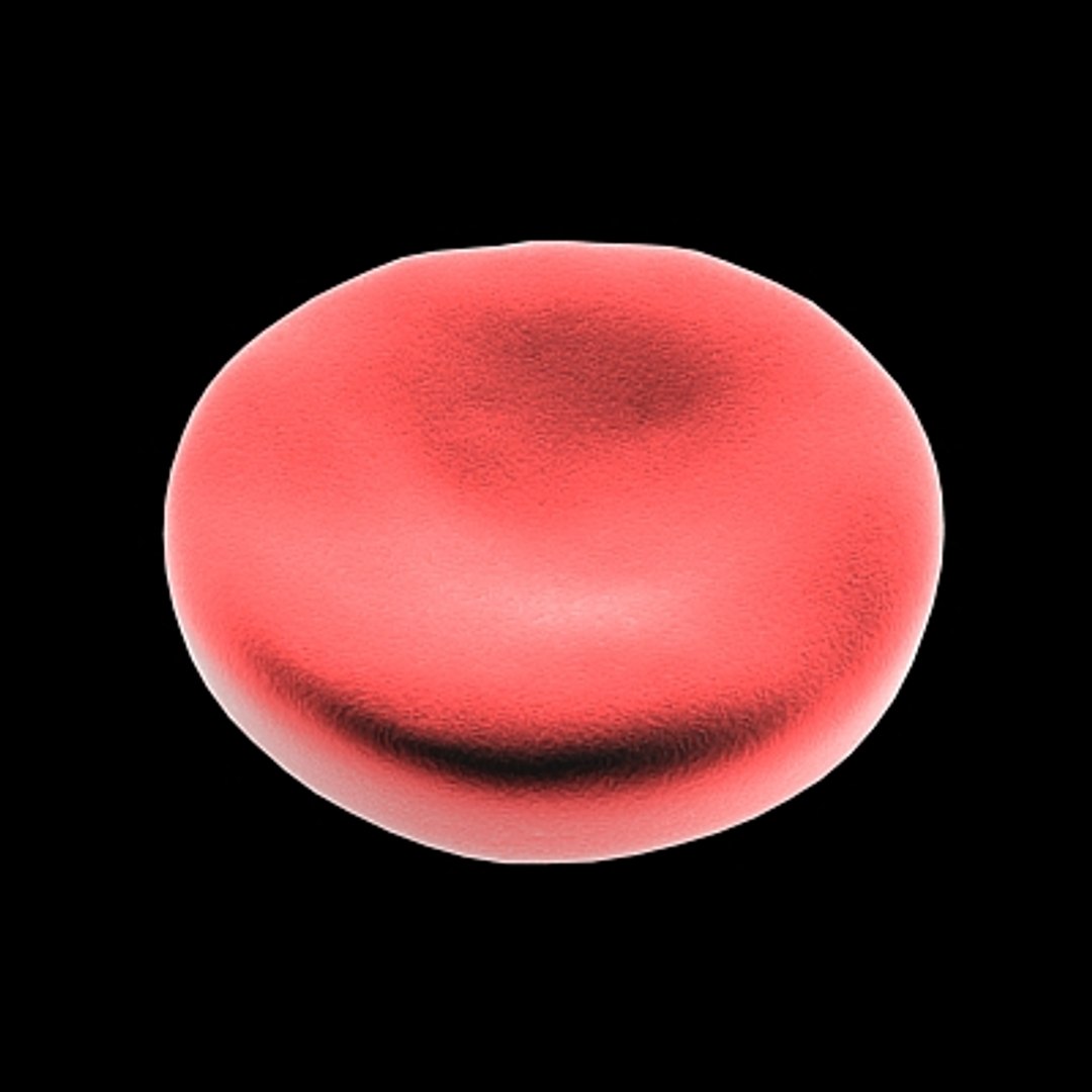 blood cell 3d model