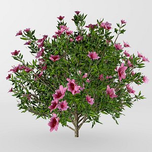 3D Azalea Models - Browse & Download Formats - TurboSquid