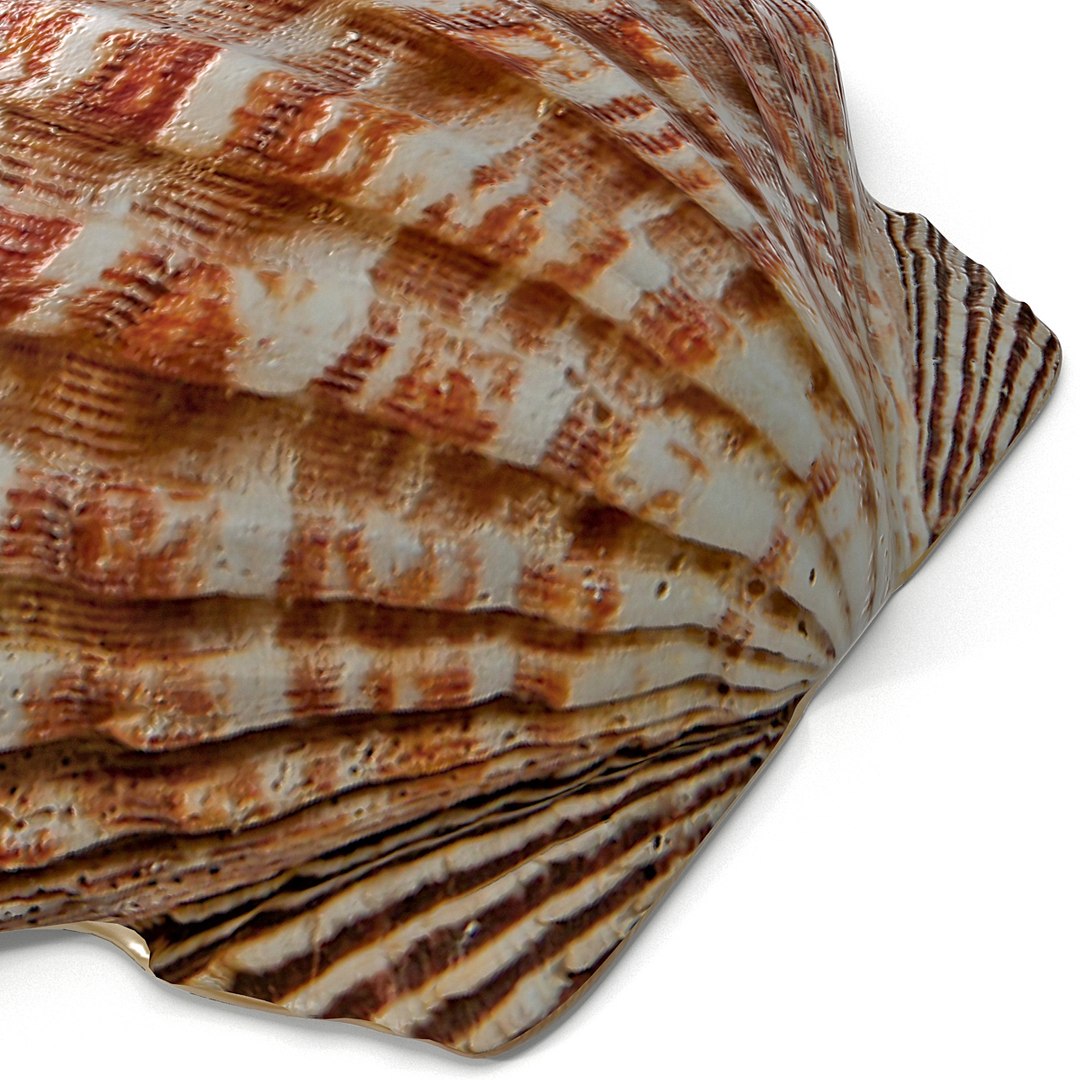 Clam Seashell 2 3d Max