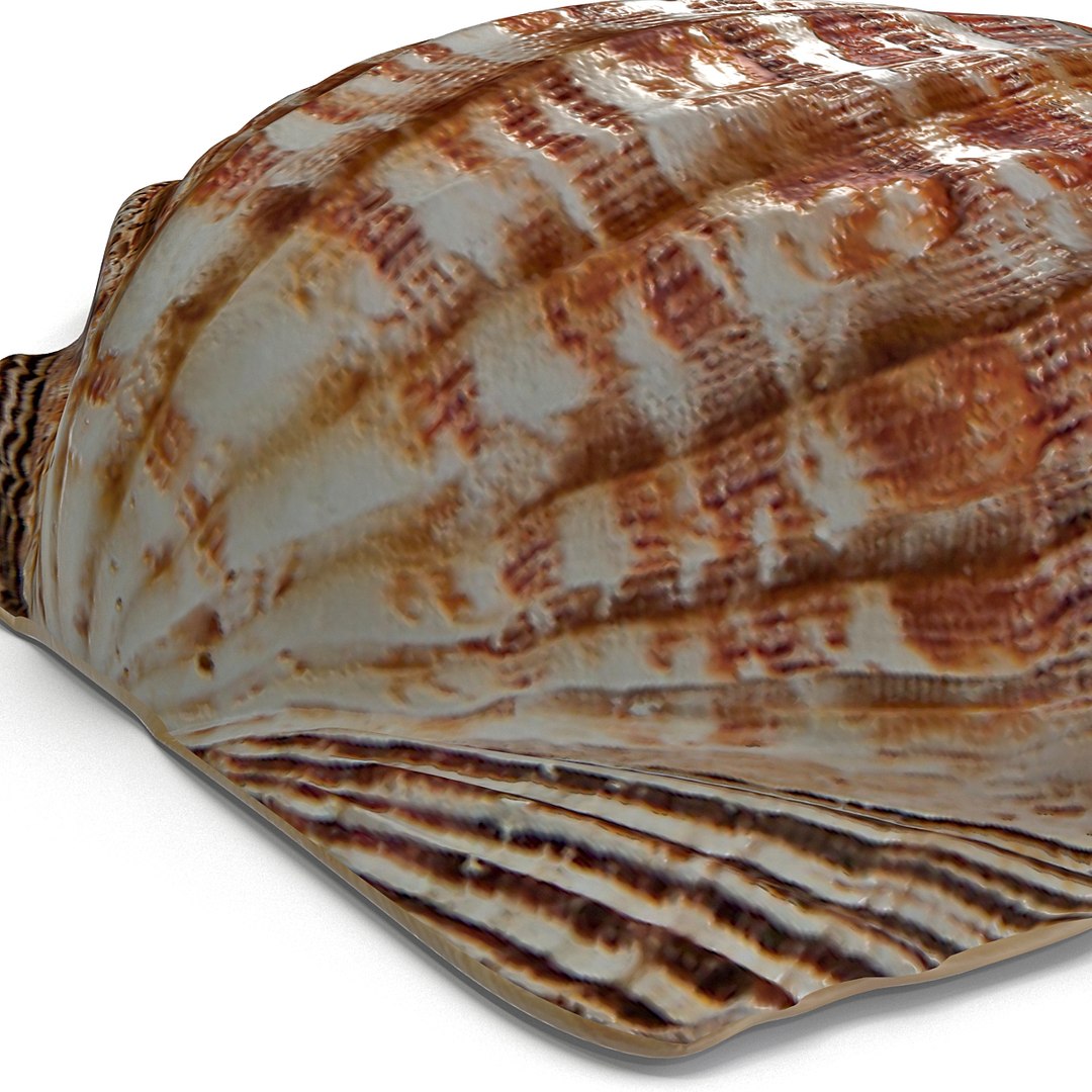 Clam Seashell 2 3d Max