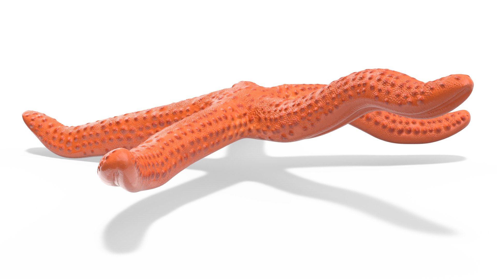 Echinaster Sepositus Crawling Pose 3D - TurboSquid 2223295