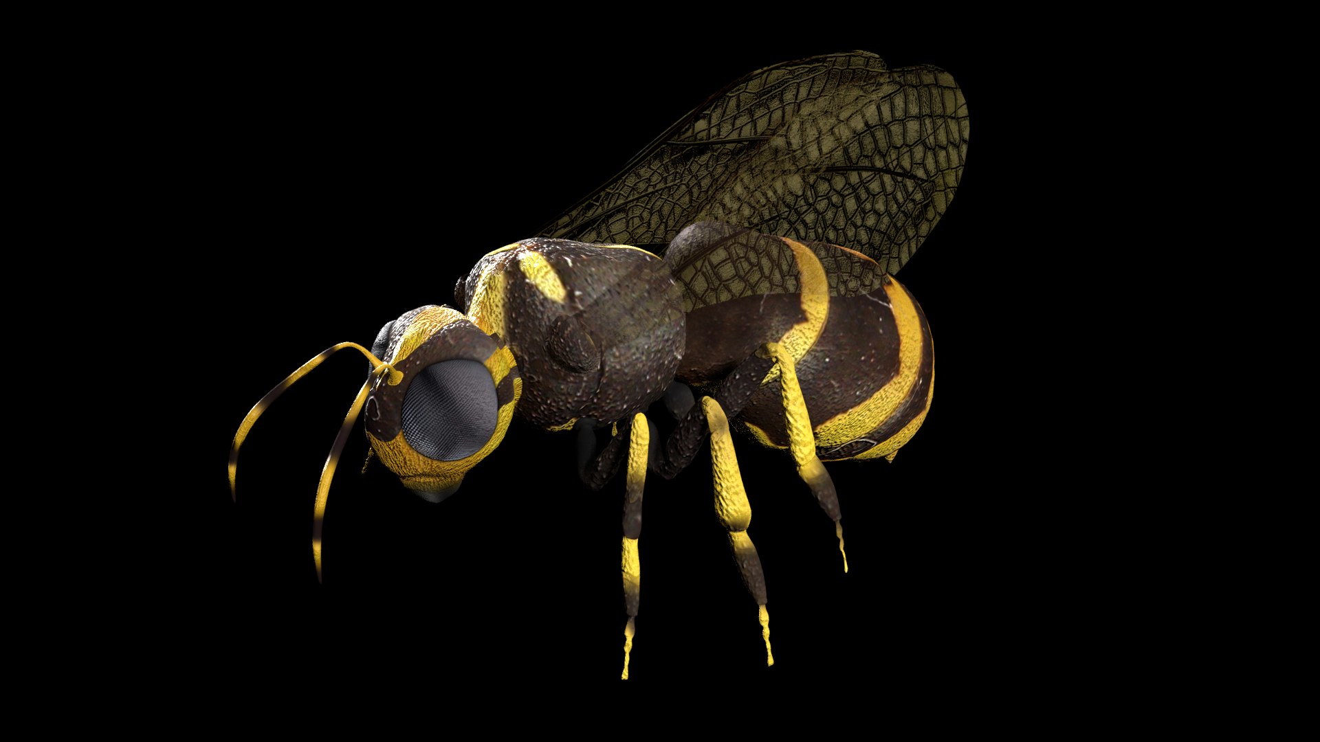 Wasp Bee Rigged Model - TurboSquid 1657247