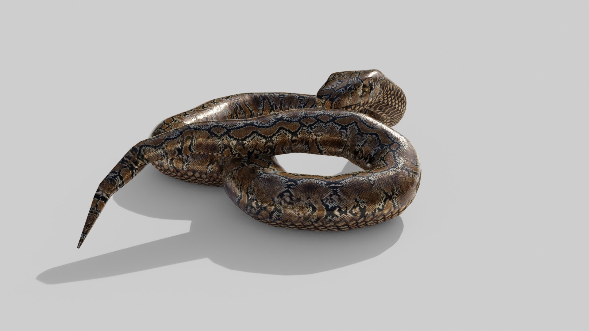 3D Python Snake - Low Poly - Game Ready - PBR - TurboSquid 1832687