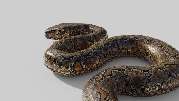 Python Snake - Low Poly - 게임 준비 완료 - PBR 3D 모델 - TurboSquid 1832687
