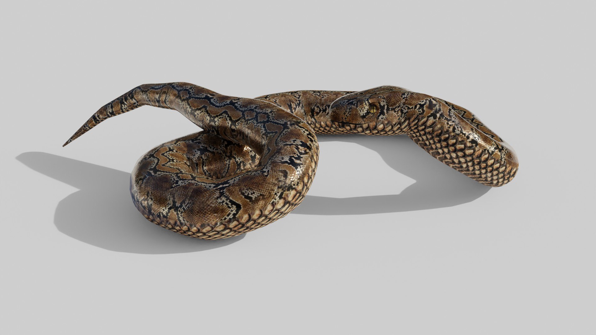 3D Python Snake - Low Poly - Game Ready - PBR - TurboSquid 1832687