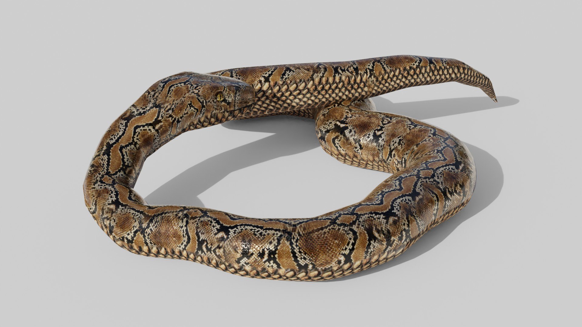3D Python Snake - Low Poly - Game Ready - PBR - TurboSquid 1832687