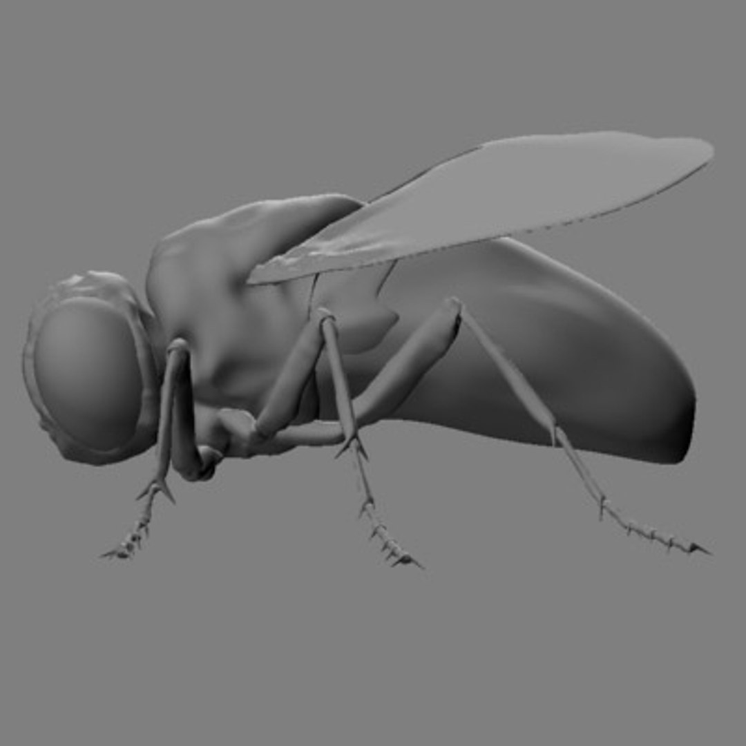 fly insect 3d model