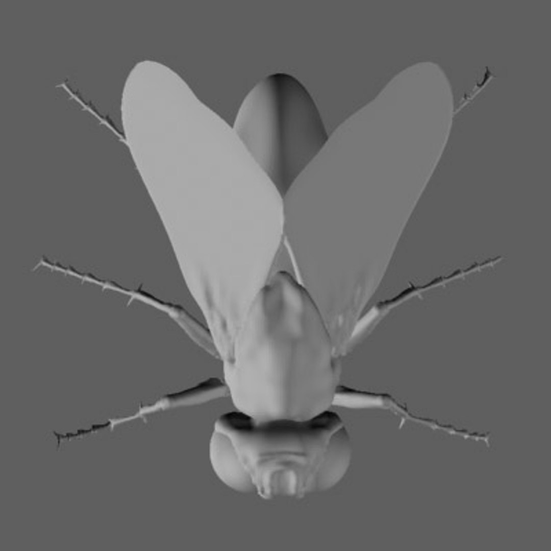 fly insect 3d model
