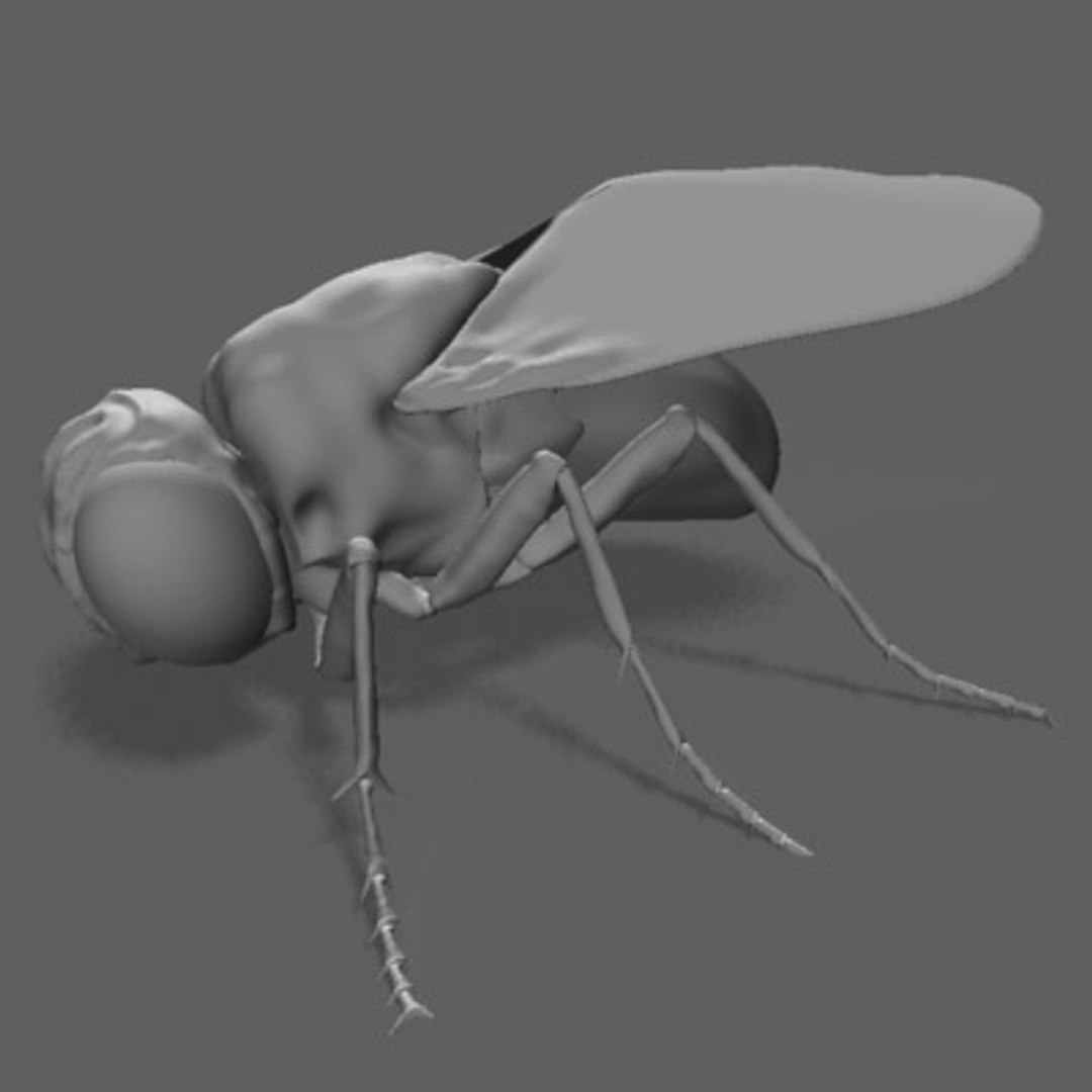 fly insect 3d model