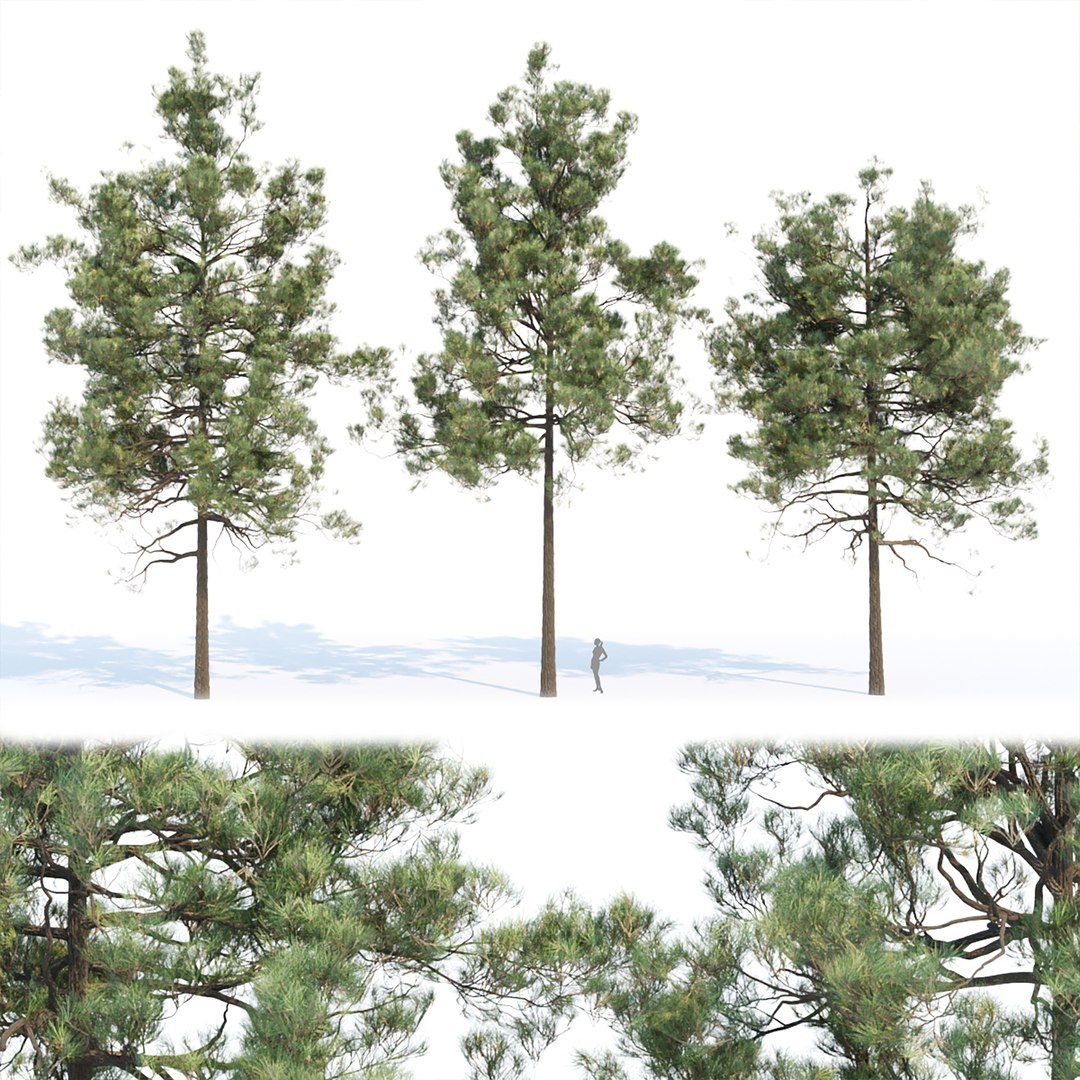 Pine Trees Collection Vol 11 Model - TurboSquid 1958598