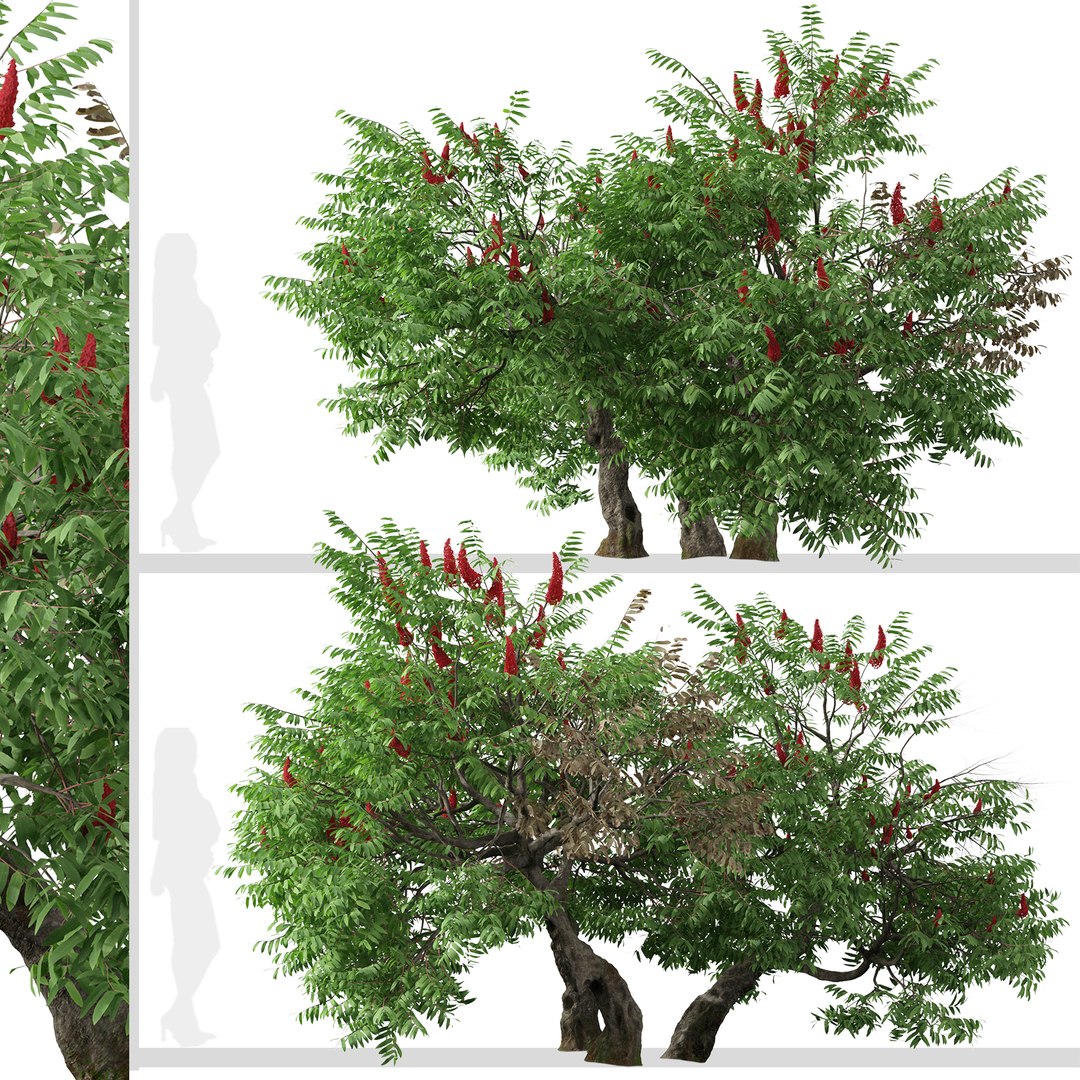 Set Of Rhus Typhina Or Staghorn Sumac Tree - 2 Trees 3D Model ...