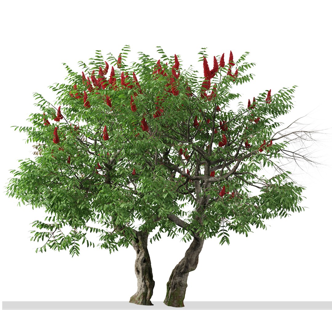Set Of Rhus Typhina Or Staghorn Sumac Tree - 2 Trees 3D Model ...