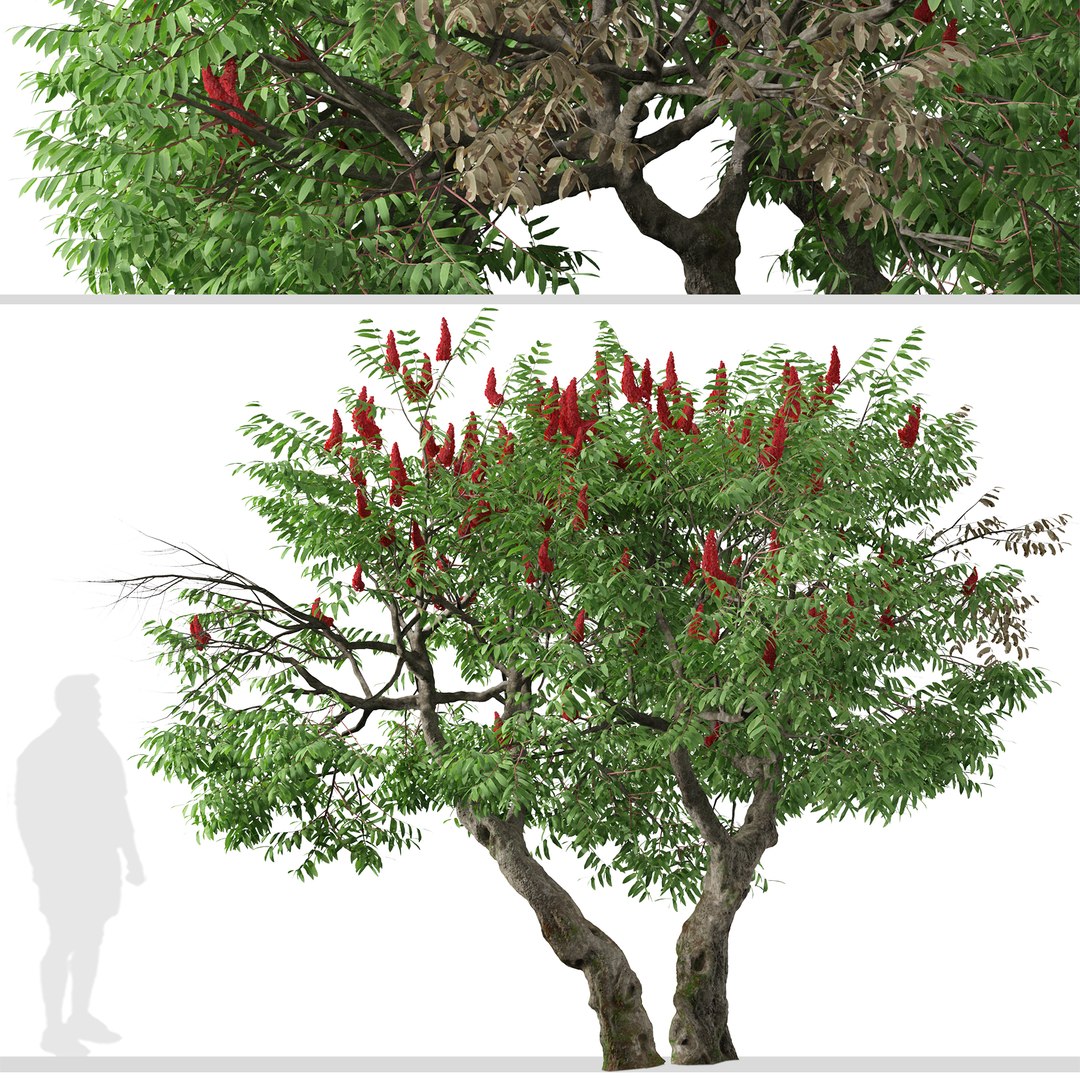 Set Of Rhus Typhina Or Staghorn Sumac Tree - 2 Trees 3D Model ...