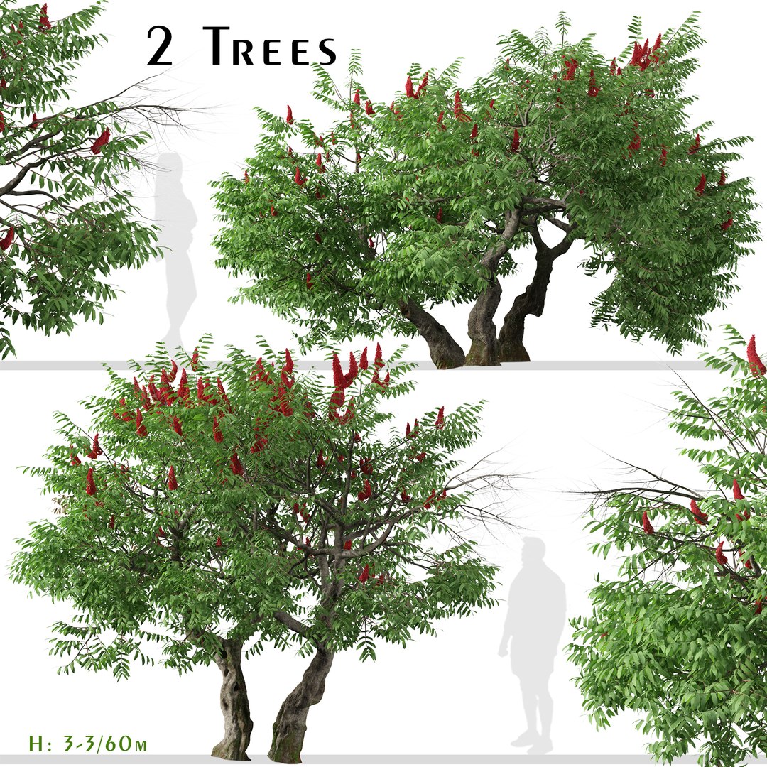 Set Of Rhus Typhina Or Staghorn Sumac Tree - 2 Trees 3D Model ...