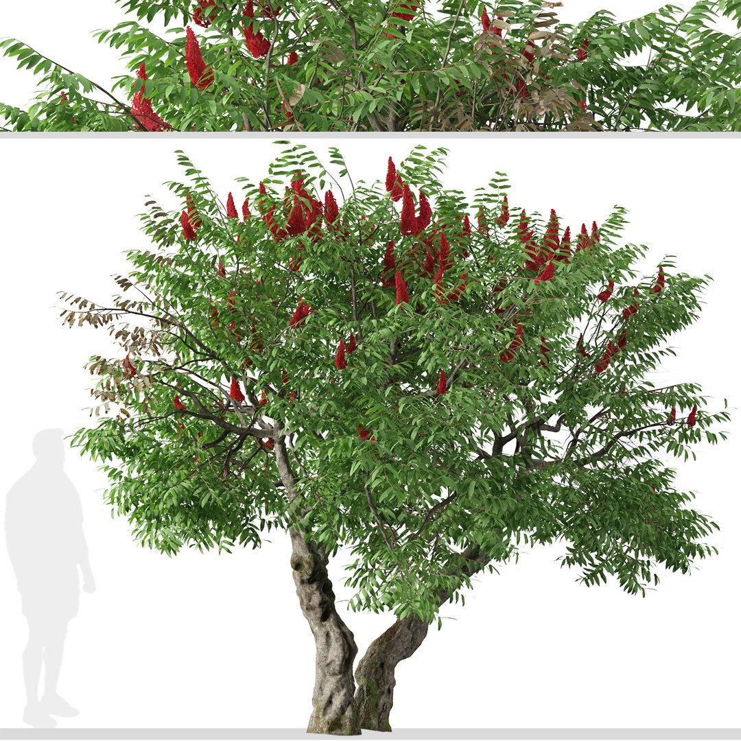Set Of Rhus Typhina Or Staghorn Sumac Tree - 2 Trees 3D Model ...