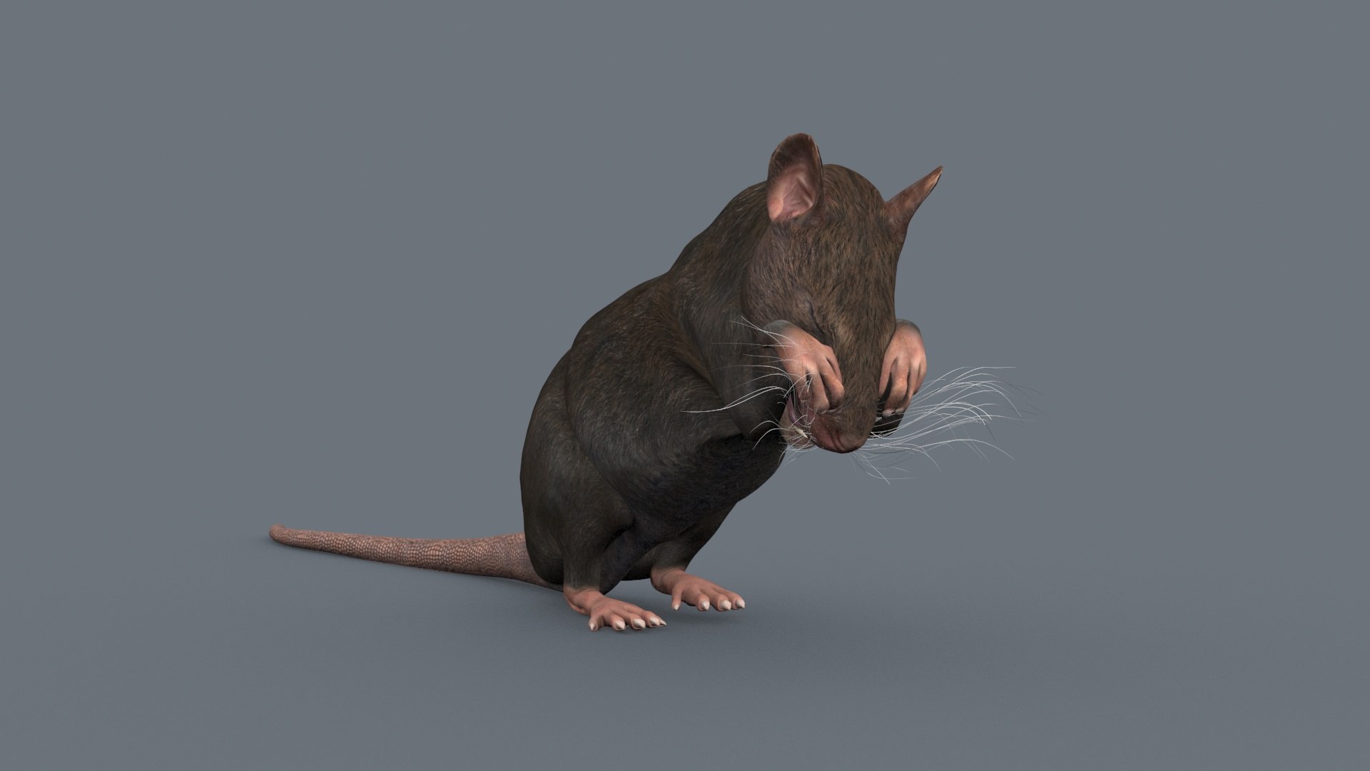 3D Model Top Rat - 8k - 3d Animated Mouse - TurboSquid 2500532