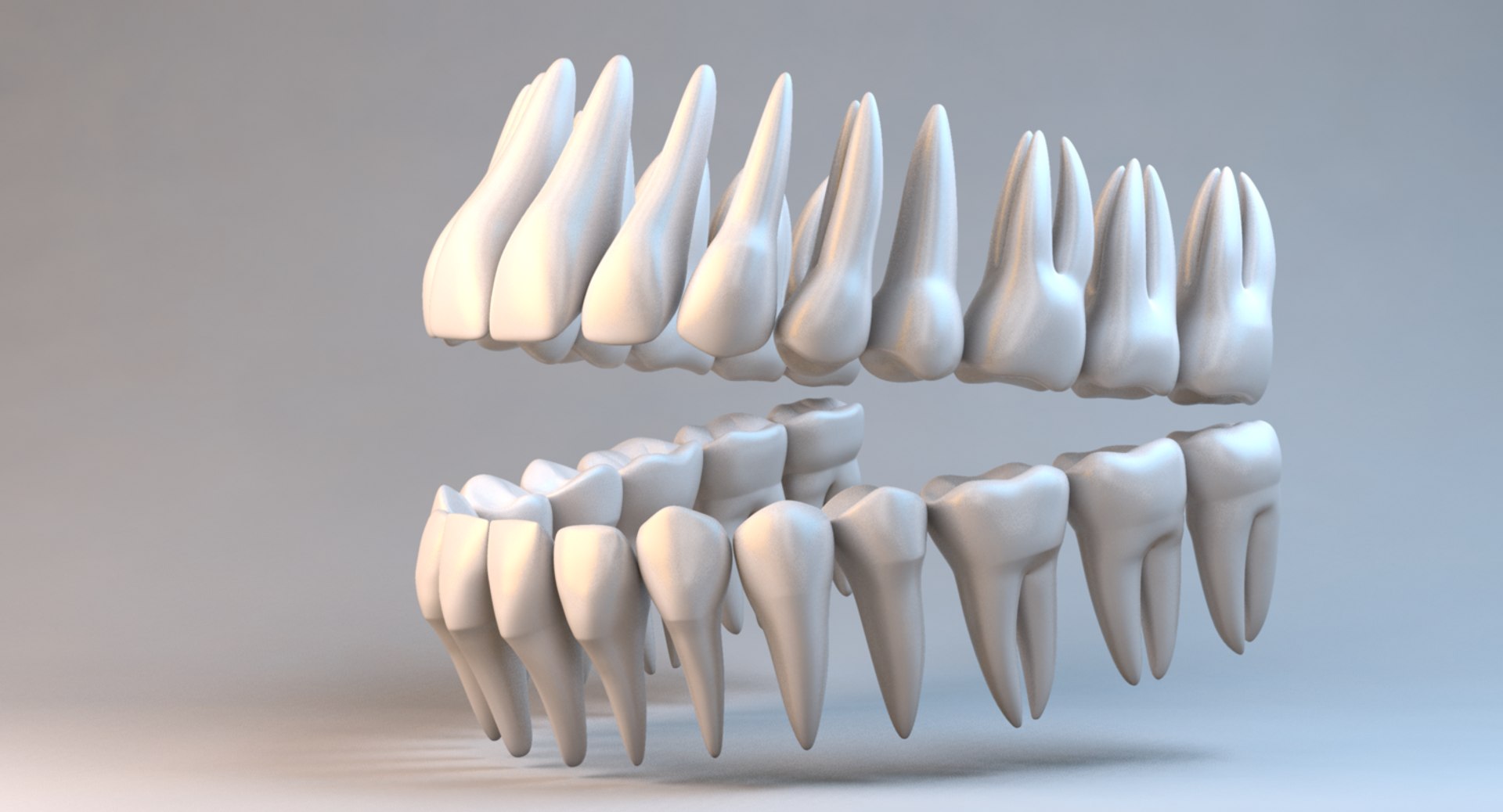 Maya Teeth Realistic