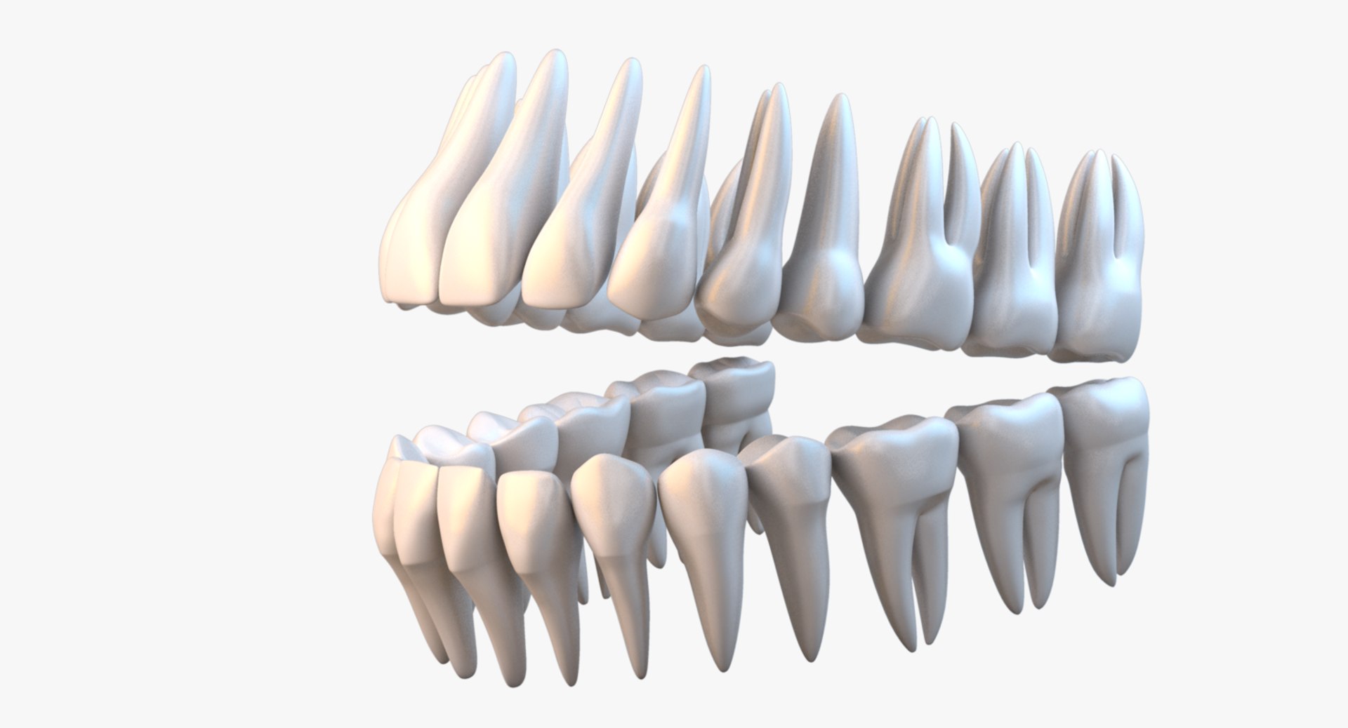 Maya Teeth Realistic