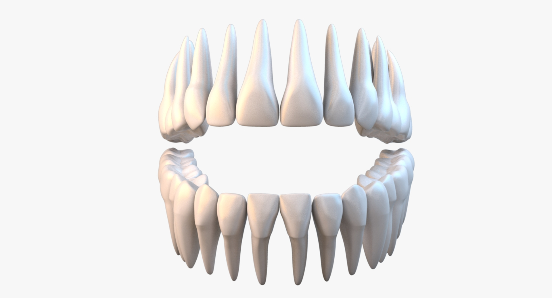 Maya Teeth Realistic