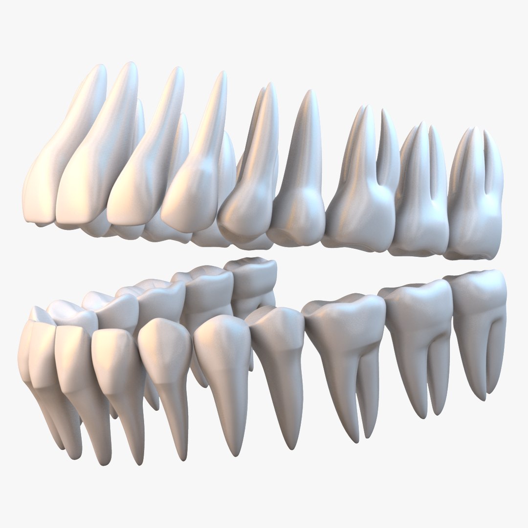Maya Teeth Realistic