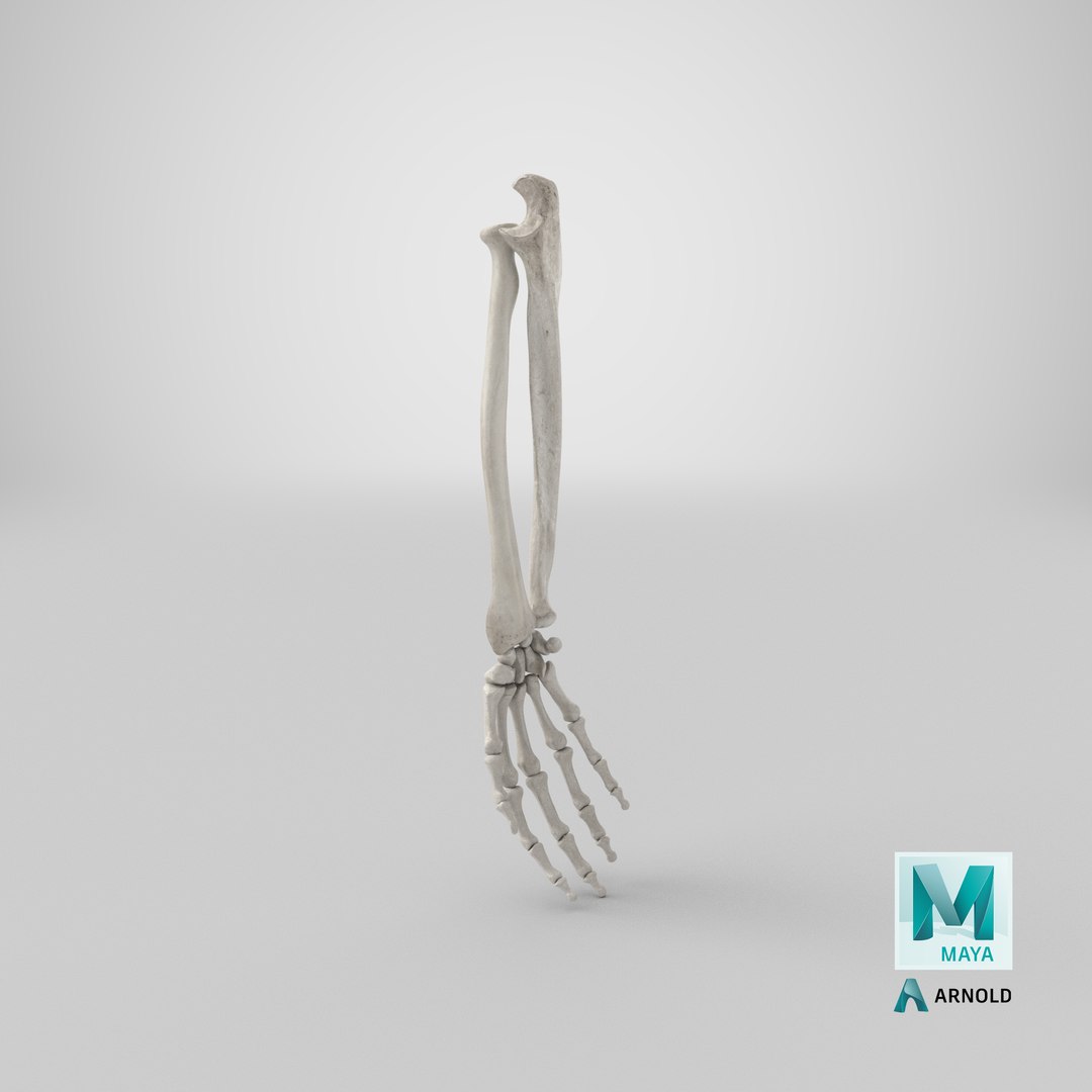3D real human hand ulna model - TurboSquid 1639893