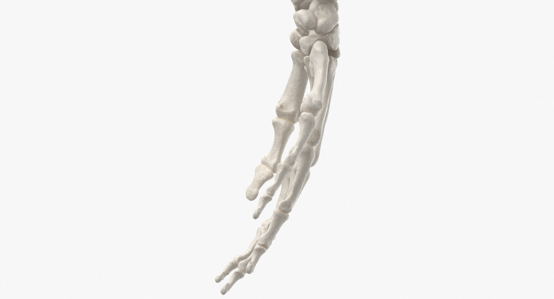 3D real human hand ulna model - TurboSquid 1639893