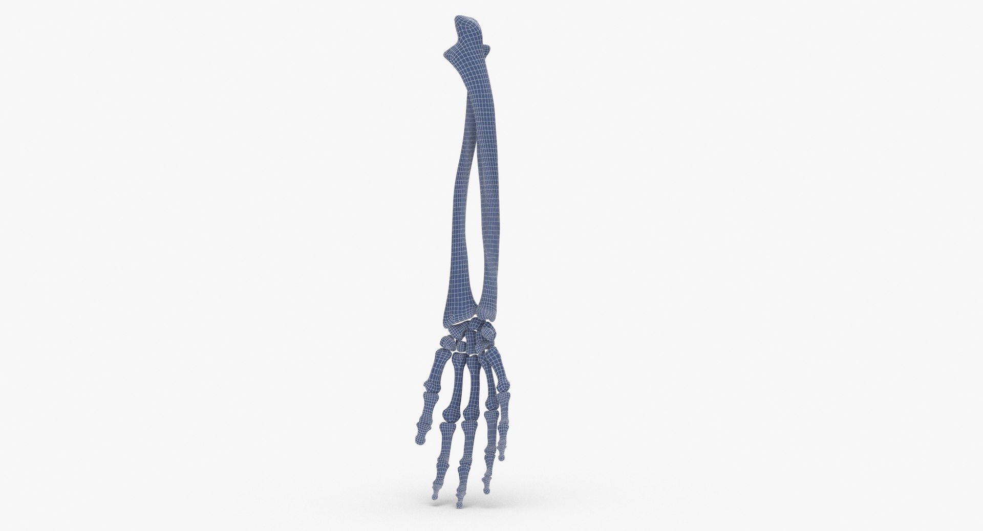 3D real human hand ulna model - TurboSquid 1639893