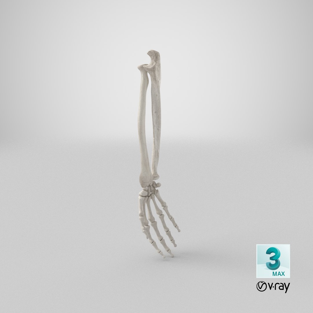 3D real human hand ulna model - TurboSquid 1639893